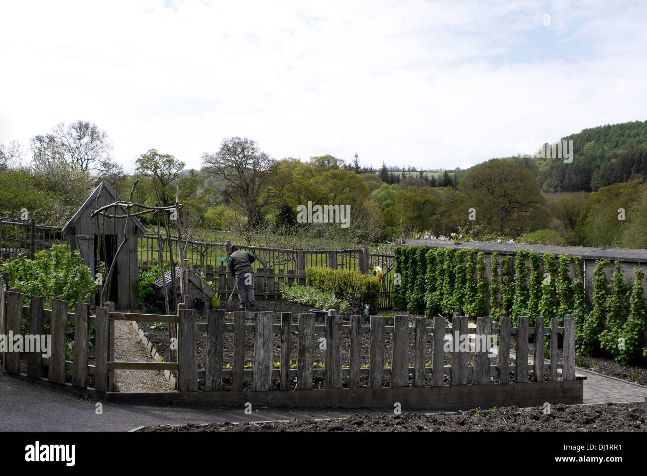 SMALL ALLOTMENT GARDEN AND GARDENER. UK Stock Photo - Alamy