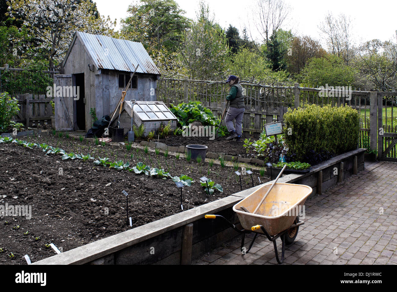 SMALL ALLOTMENT GARDEN AND GARDENER. UK Stock Photo - Alamy