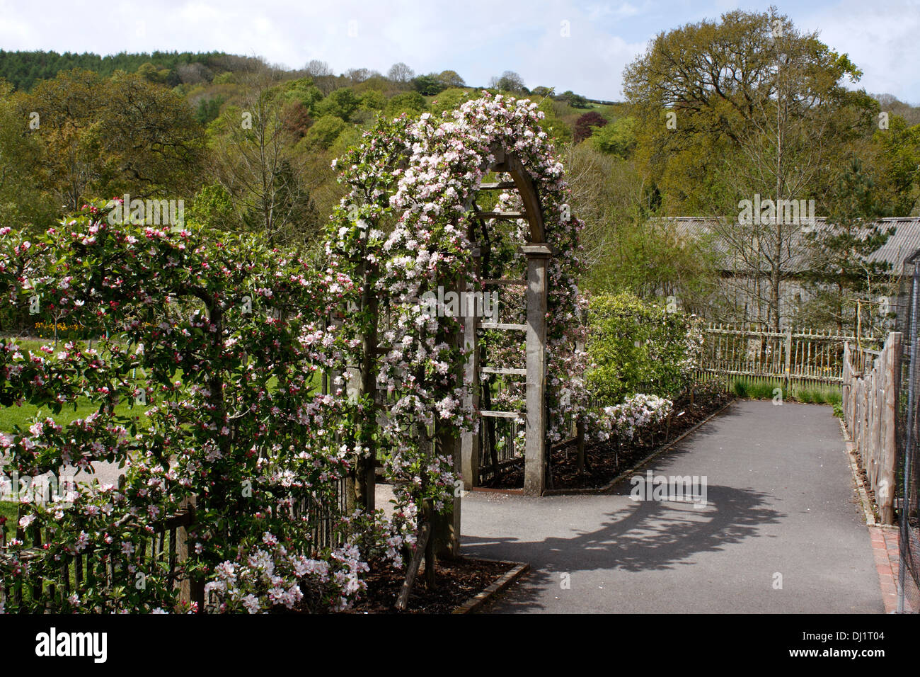 Apple blossom arch hi-res stock photography and images - Alamy