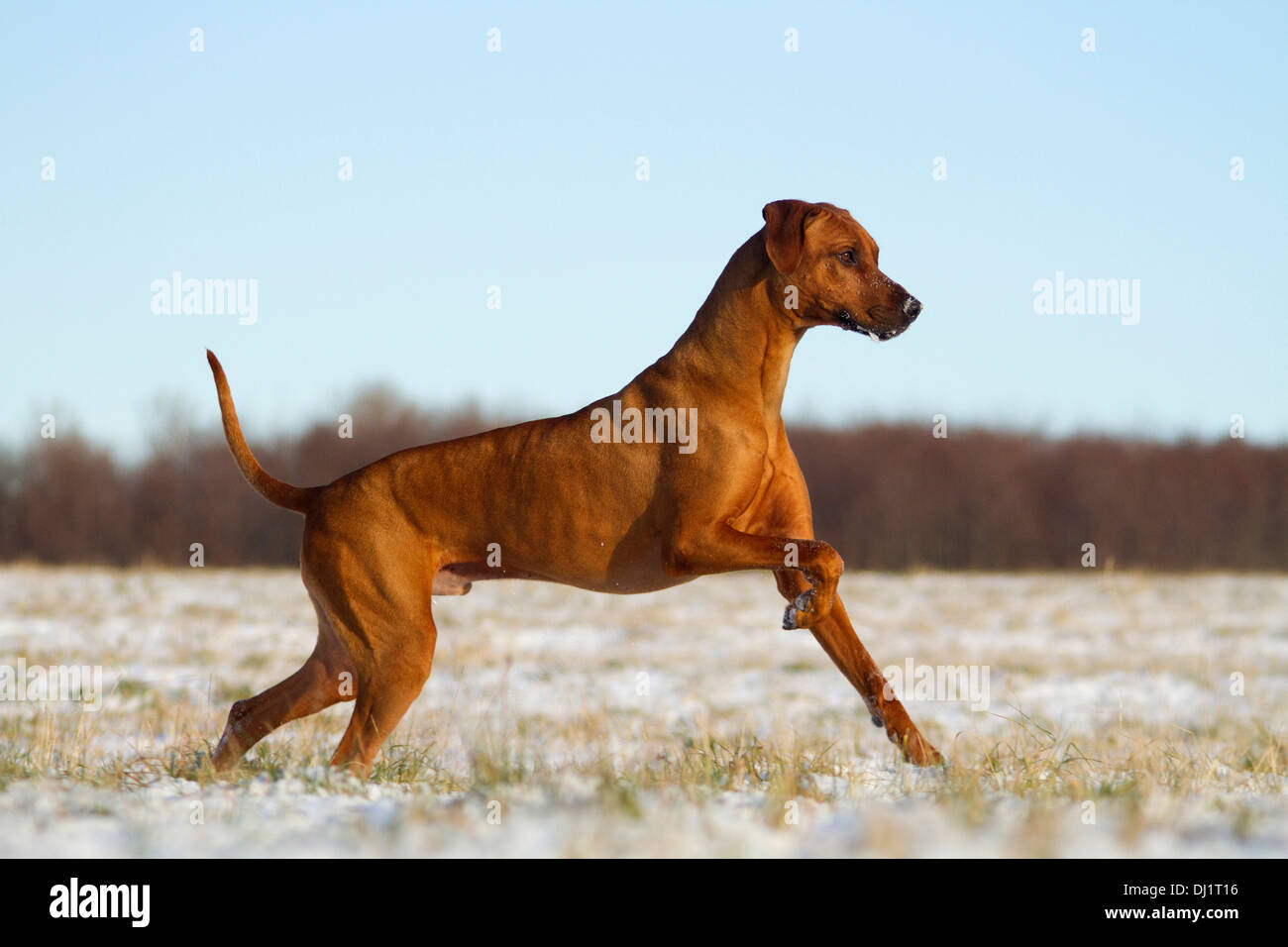 Rhodesian Ridgeback Male dog running snowy meadow Stock Photo - Alamy