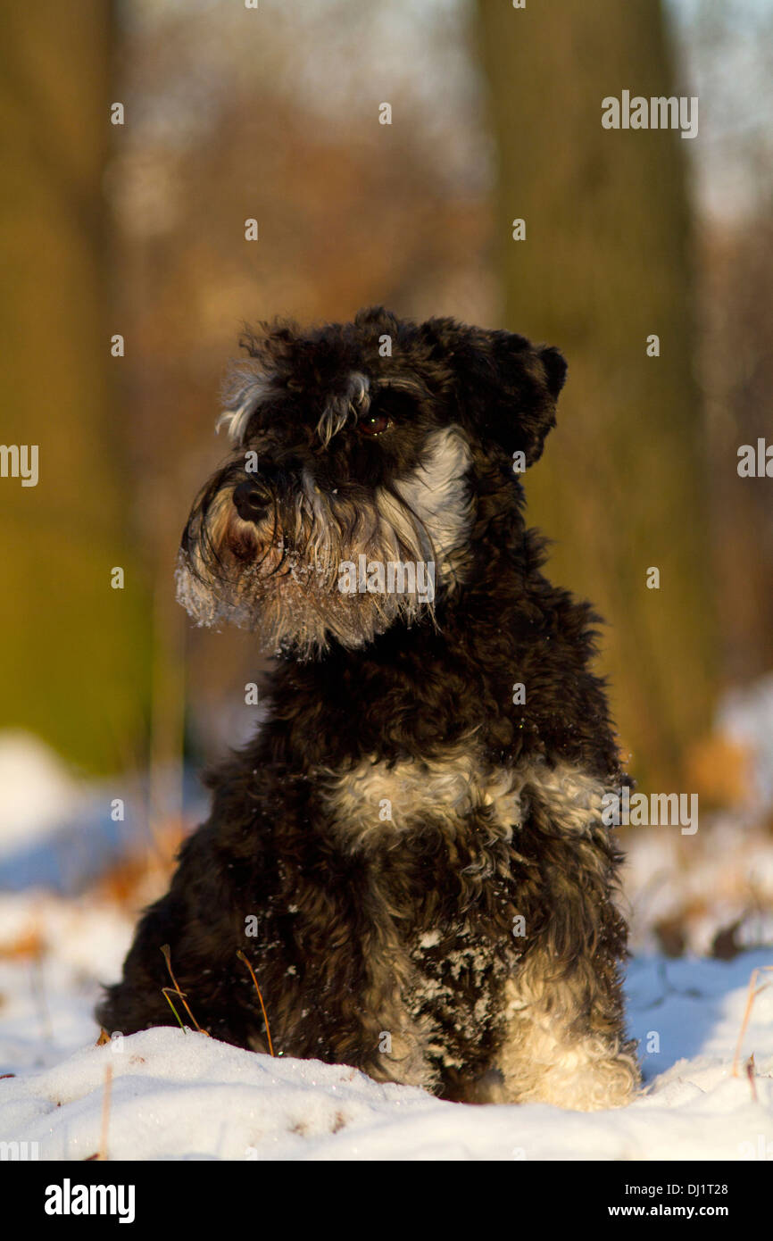 Miniature Schnauzer Adult dog sitting snow Stock Photo - Alamy