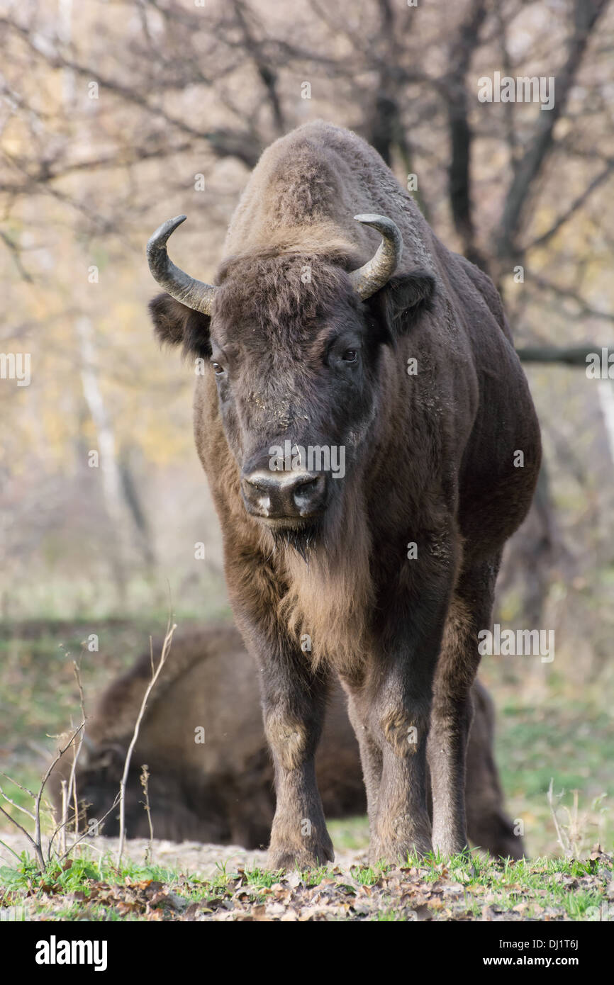 Bison bonasus in natural hi-res stock photography and images - Alamy