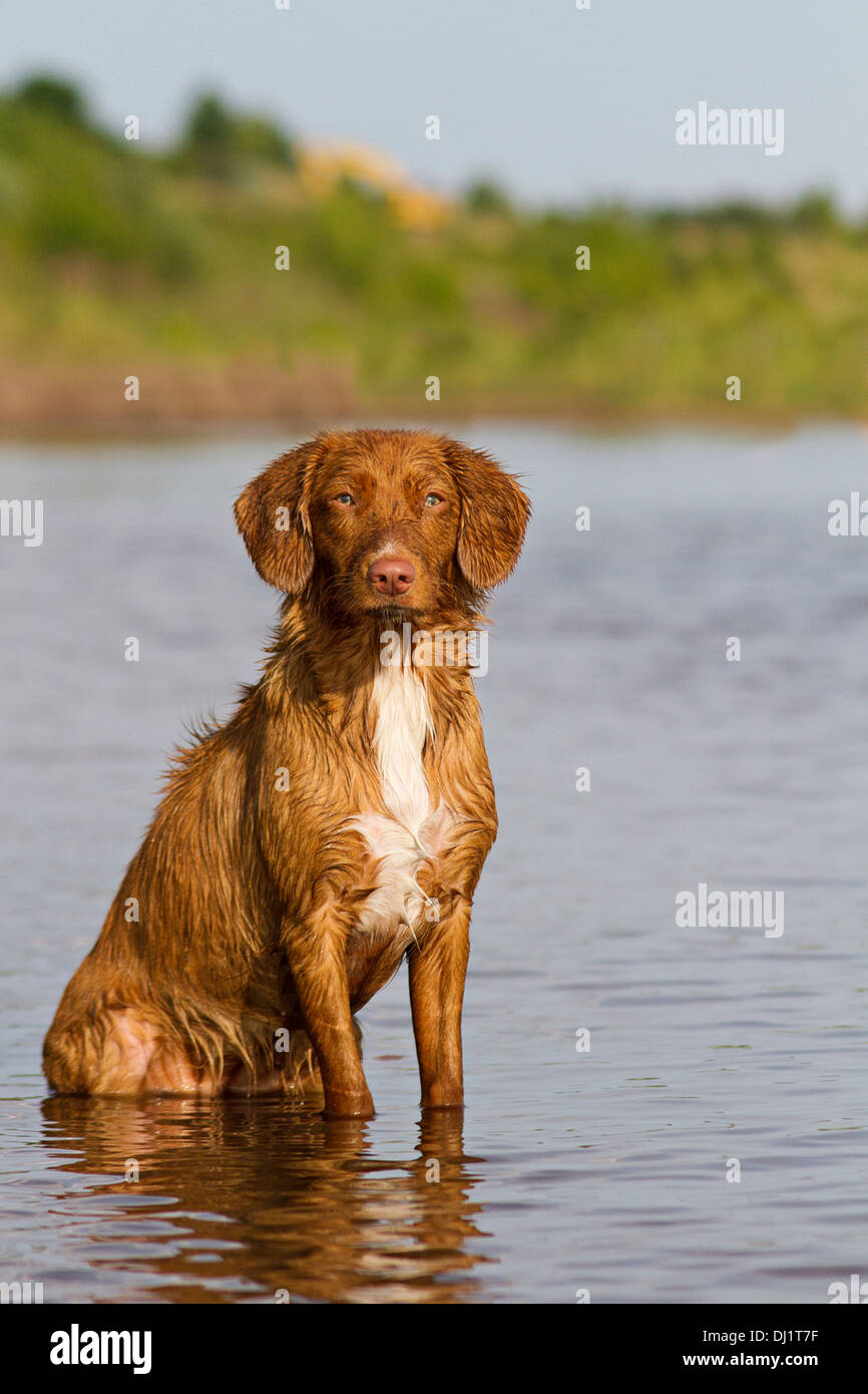 Adult duck tolling retriever hi-res stock photography and images - Alamy
