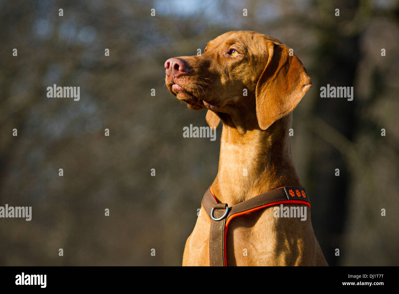 Smooth-haired Hungarian Vizsla Portrait an adult dog Stock Photo - Alamy