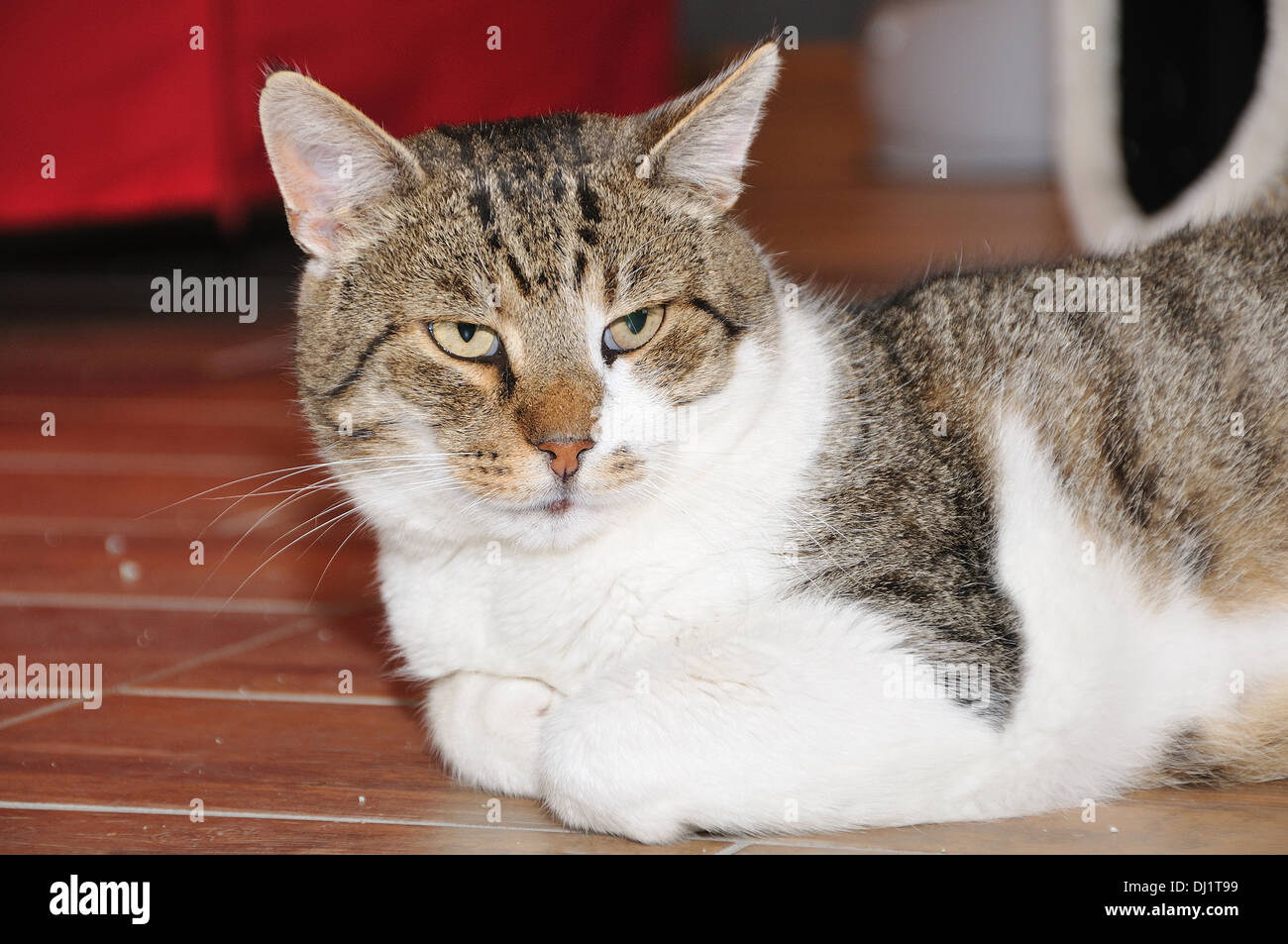 Domestic Cat Portrait adult lying floor Stock Photo - Alamy