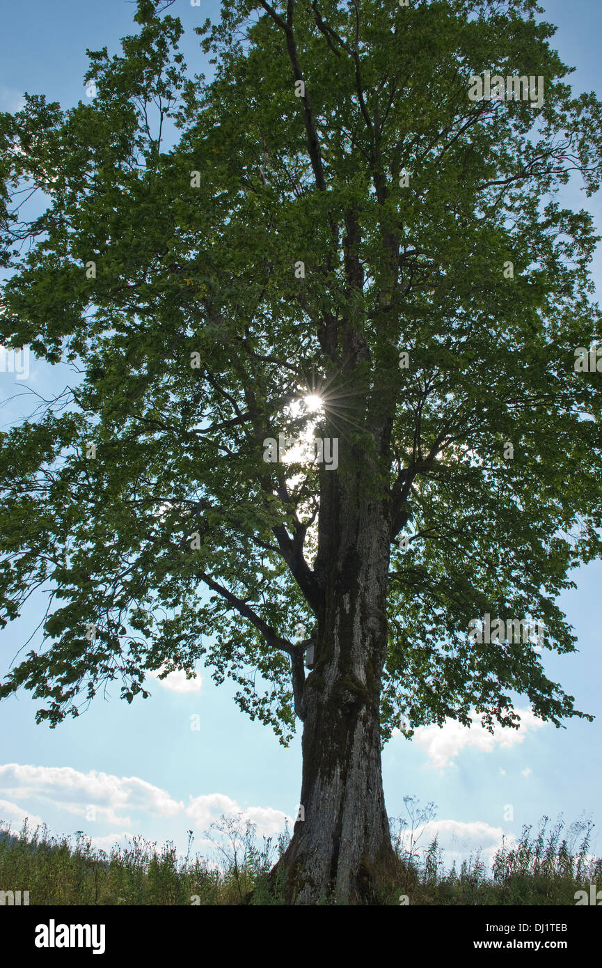 Old lime (Tilia) tree growing on the field near old Beniowa village ...