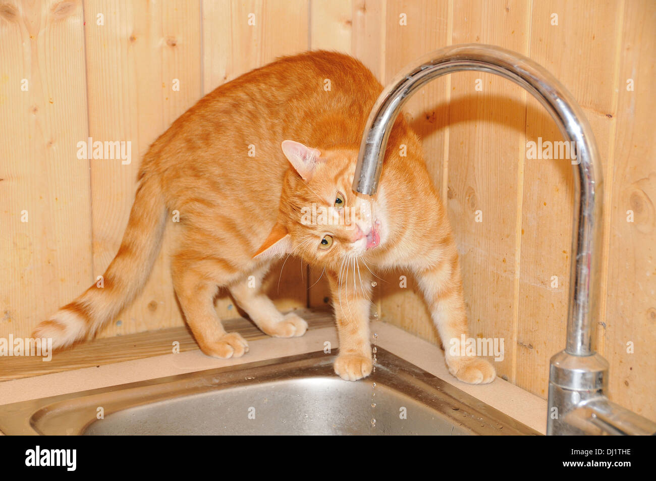Domestic Cat drinking water from running tap Stock Photo - Alamy