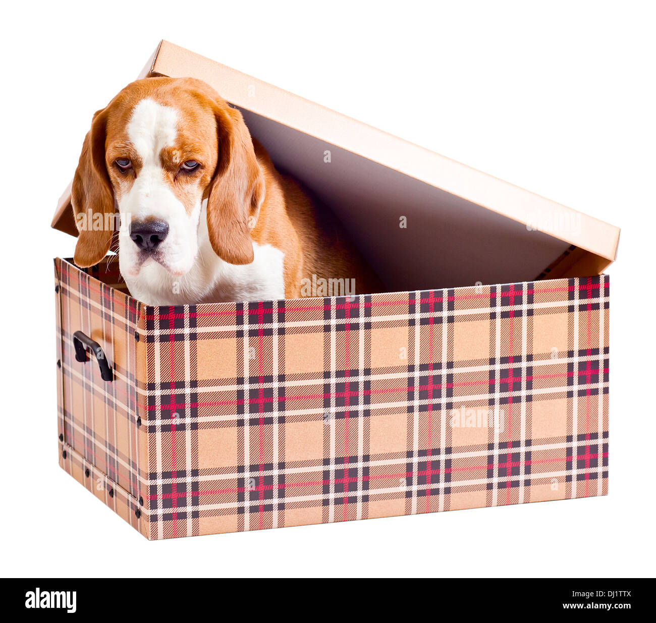 cute dog in box isolated on white background Stock Photo - Alamy