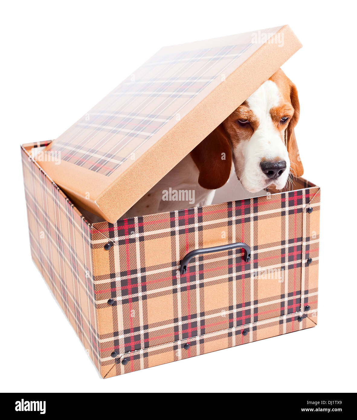 cute dog in box isolated on white background Stock Photo - Alamy