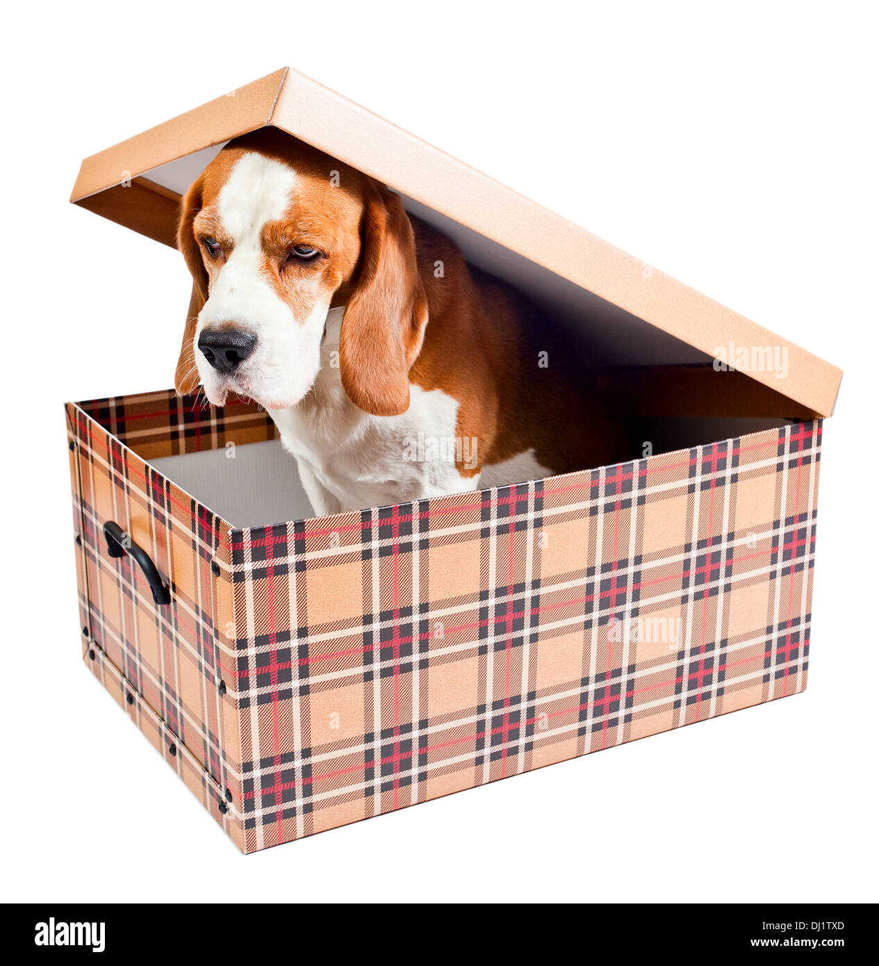 cute dog in box isolated on white background Stock Photo - Alamy