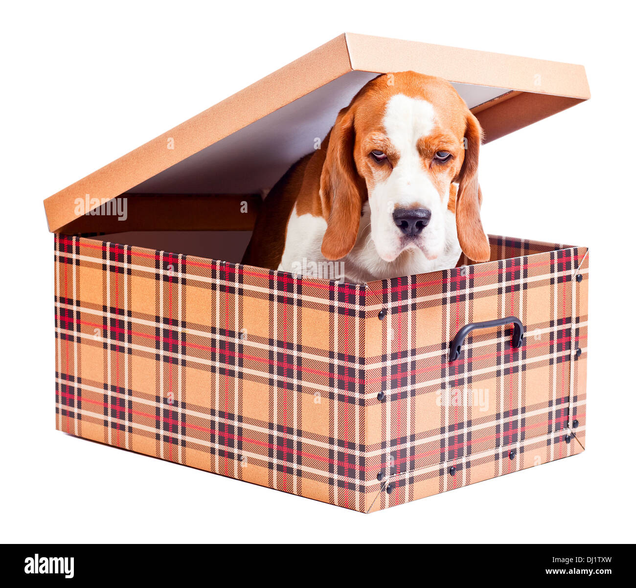 cute dog in box isolated on white background Stock Photo - Alamy