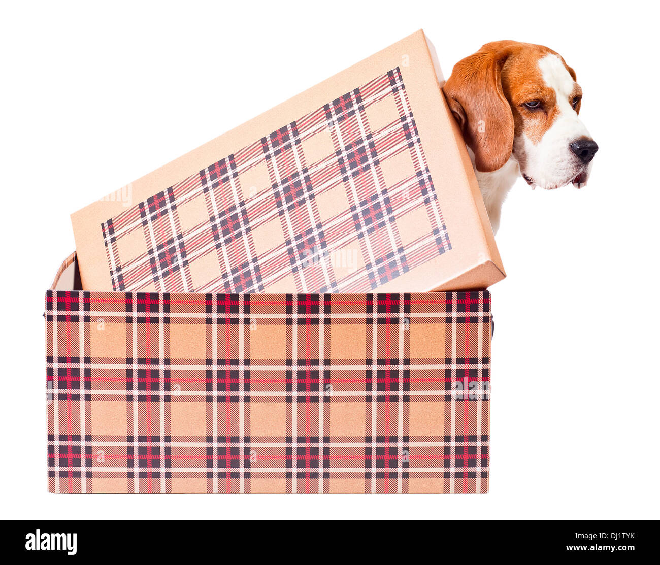 cute dog in box isolated on white background Stock Photo - Alamy