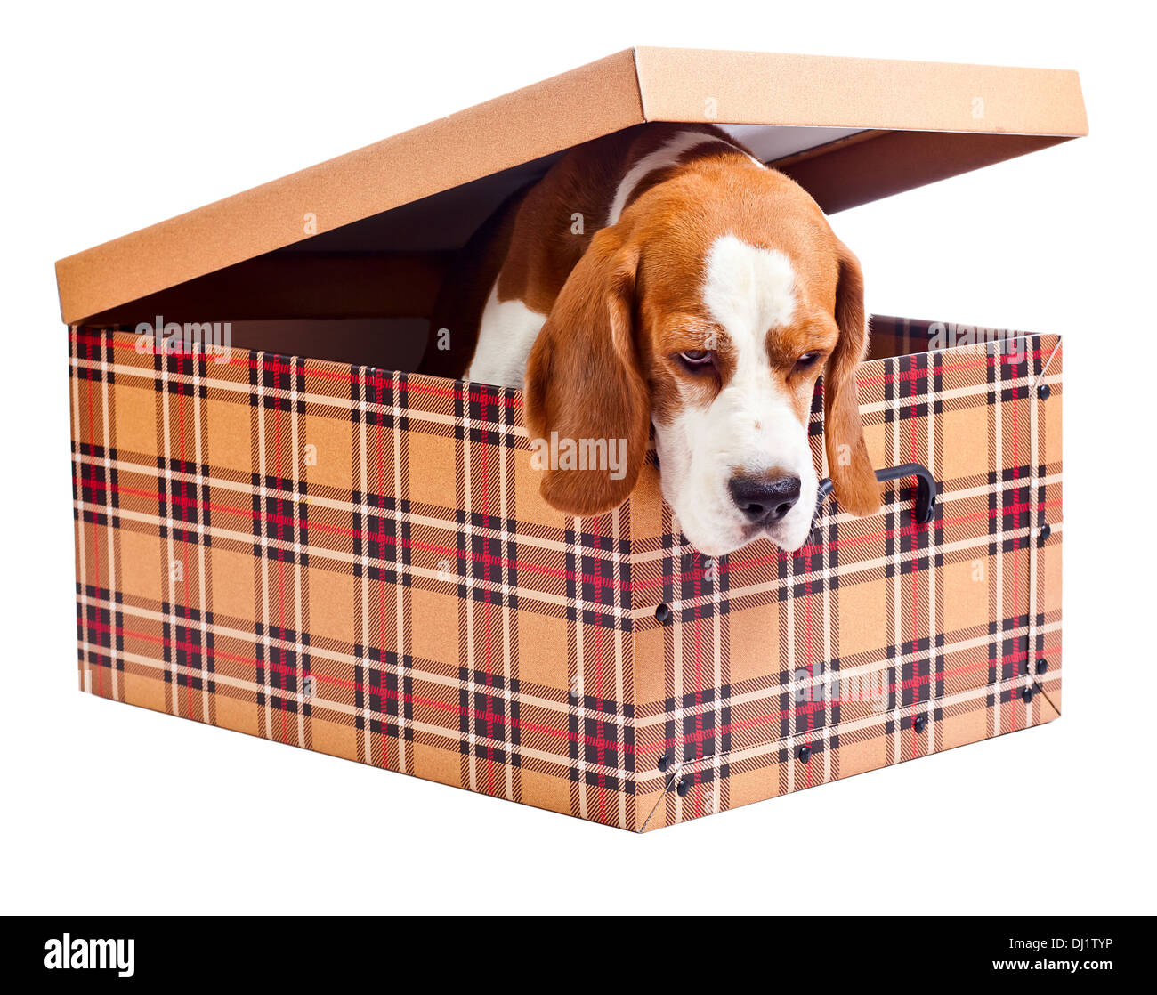 cute dog in box isolated on white background Stock Photo - Alamy