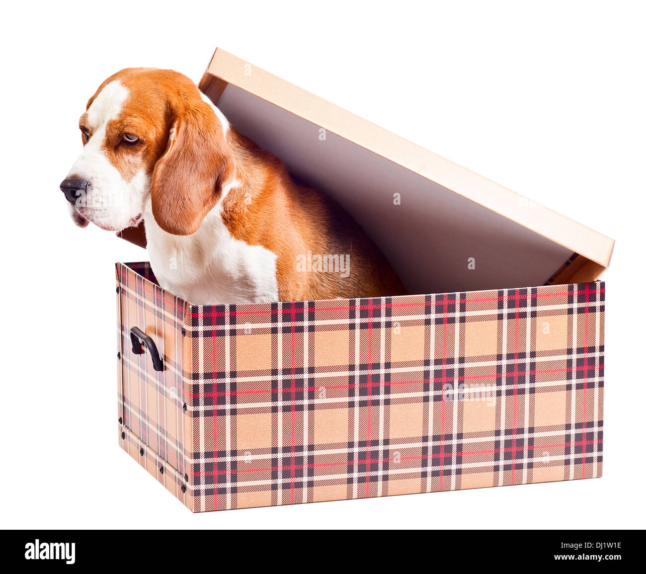 cute dog in box isolated on white background Stock Photo - Alamy