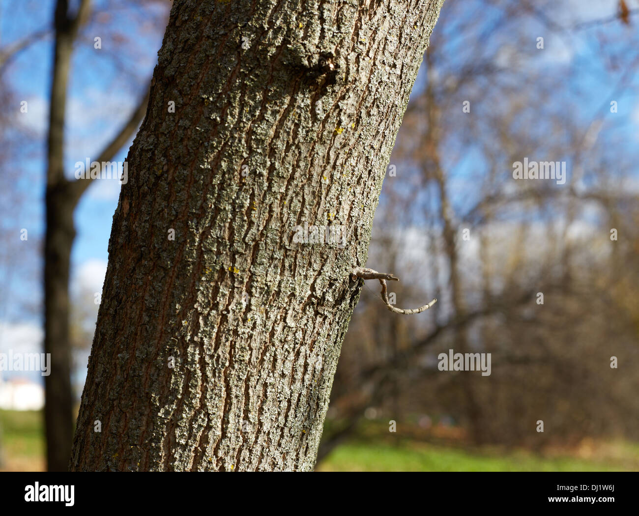Trunk of a poplar hi-res stock photography and images - Alamy