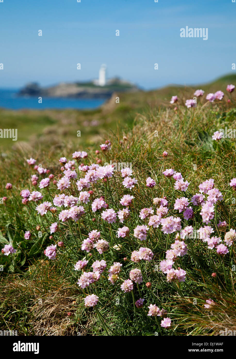 Godrevy lighthouse flowers hi-res stock photography and images - Alamy