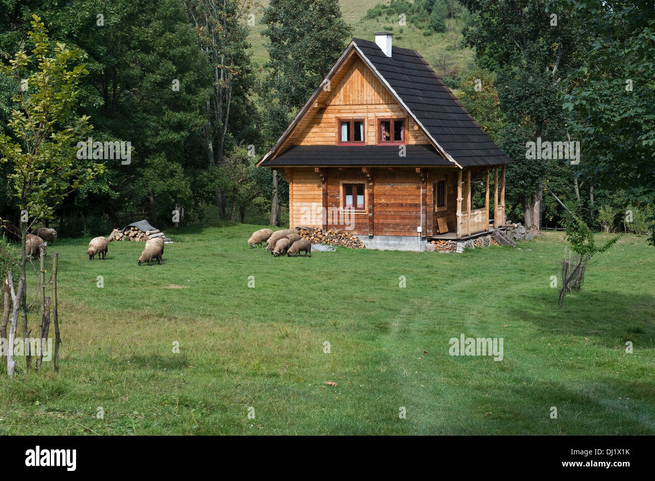 Log-cabin set in pasture with sheep grazing Bystre Bieszczady Poland ...