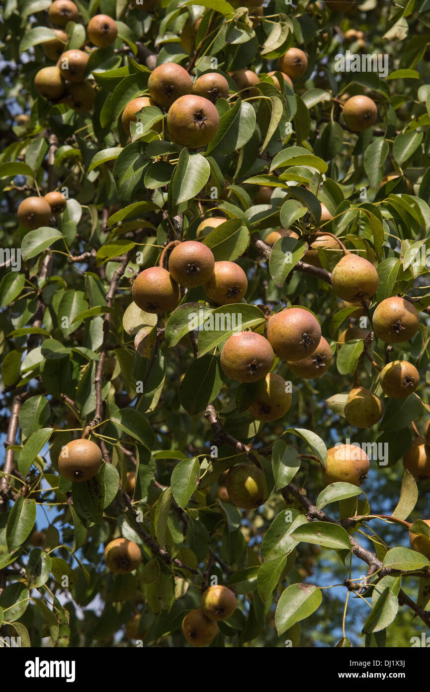 Prolific pear tree with fruits in abandoned village of Jaworzec ...