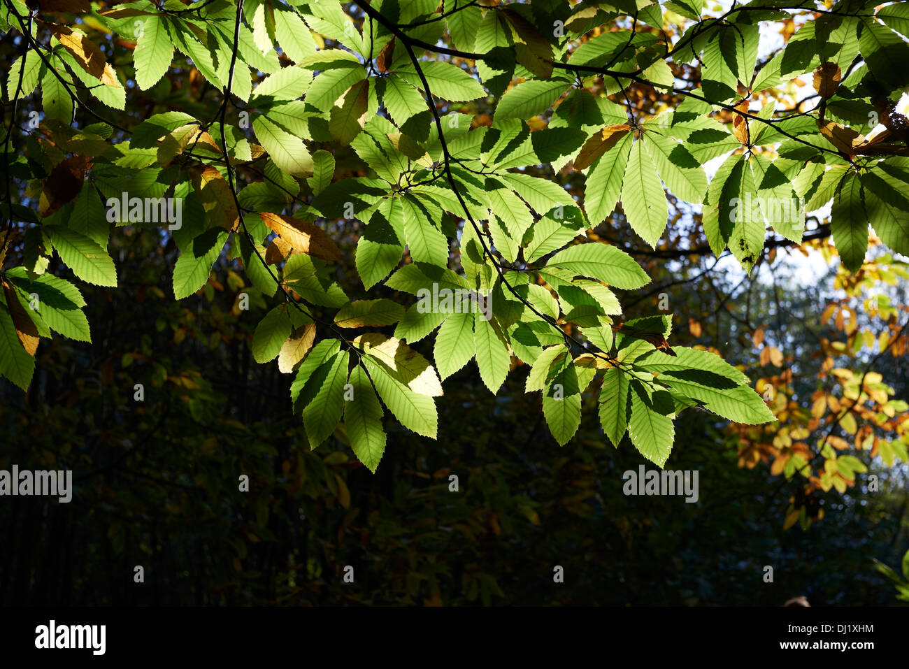 chestnut tree leaves back lit in the sun Stock Photo - Alamy