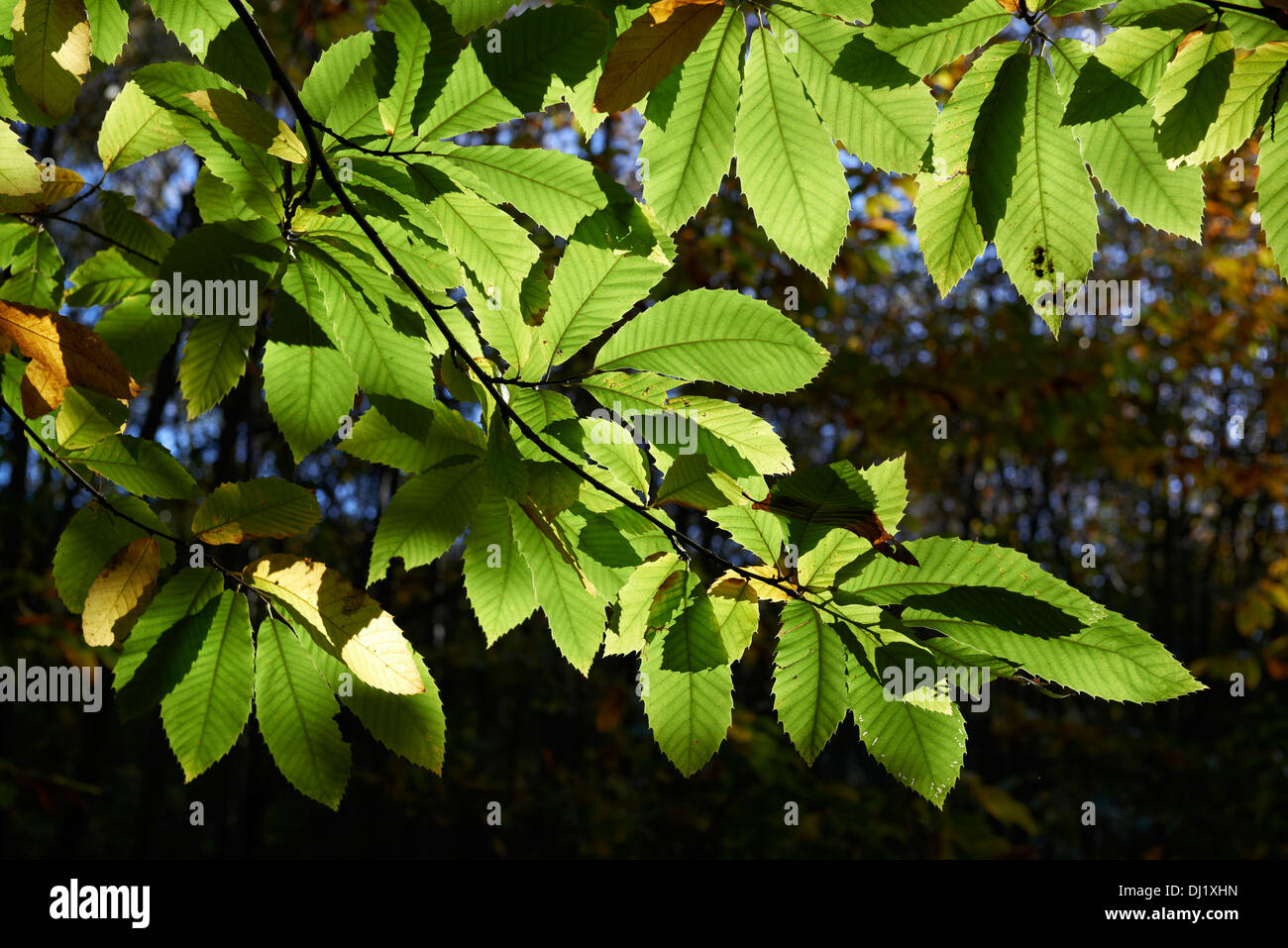 Chestnut tree leaves hi-res stock photography and images - Alamy