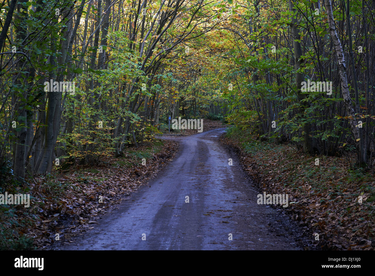 Tree tunnel england hi-res stock photography and images - Alamy