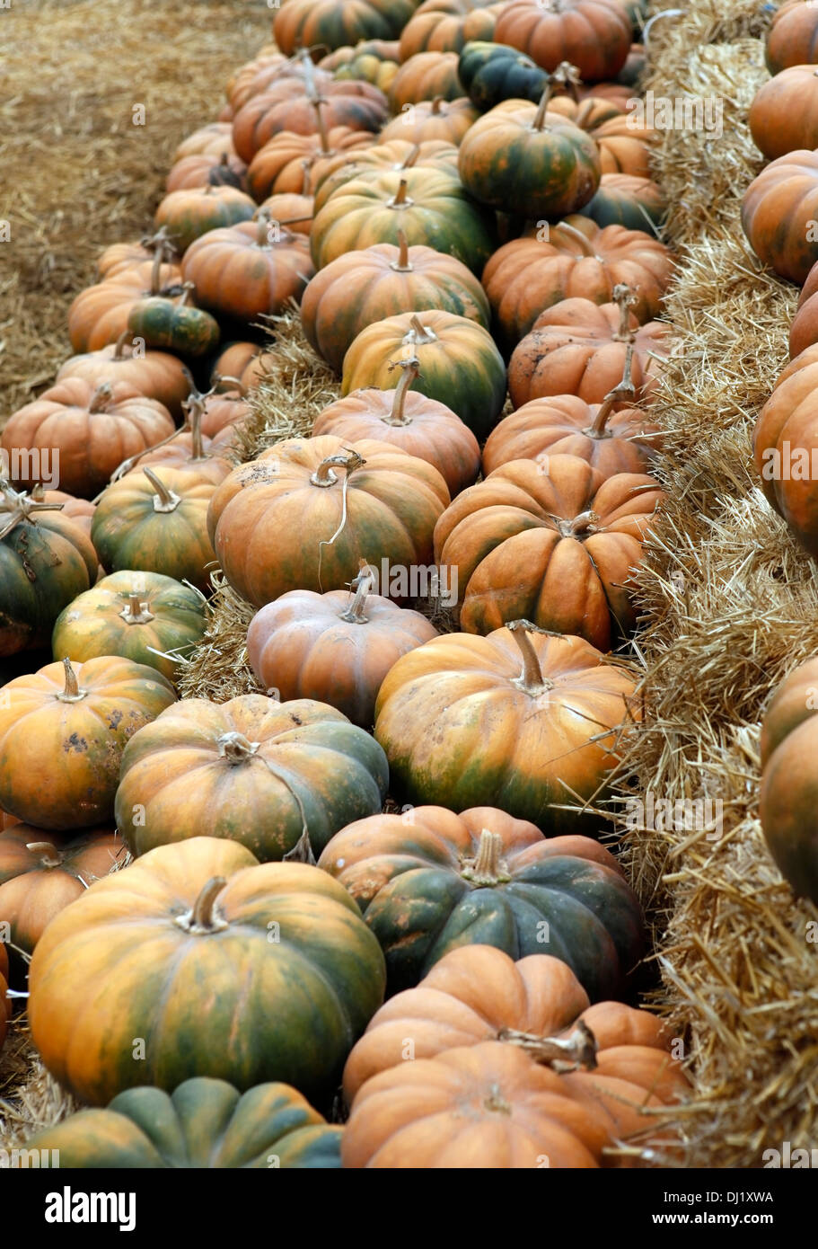 Many pumpkins hi-res stock photography and images - Alamy