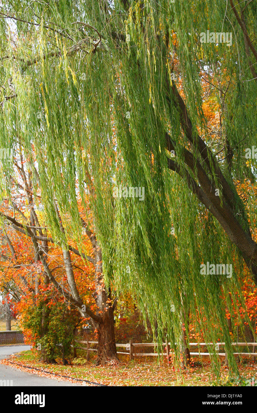 Weeping Willow and Fall Trees Stock Photo - Alamy