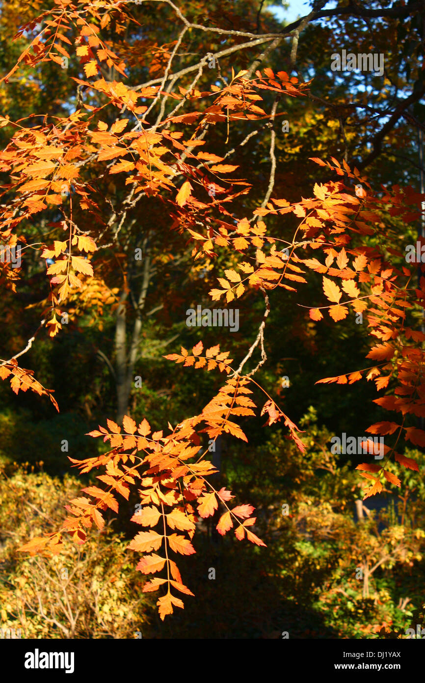 Orange tree foliage hi-res stock photography and images - Alamy