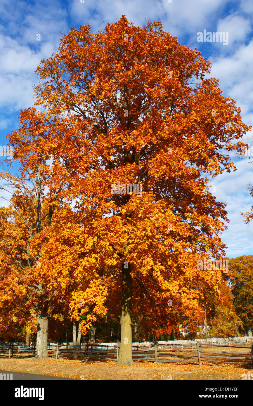 Fall autumn leaves tree hi-res stock photography and images - Alamy