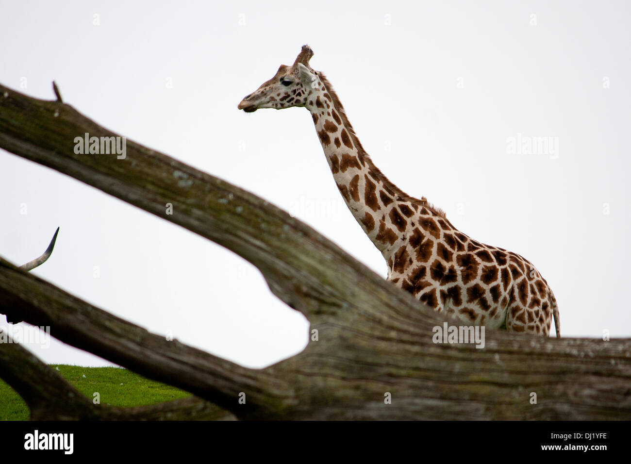 Giraffe at a safari park zoo roaming outdoors in their natural habitat ...