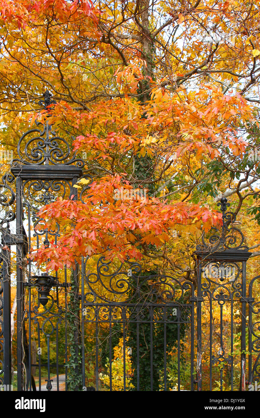 Gate and Fall Leaves Stock Photo - Alamy