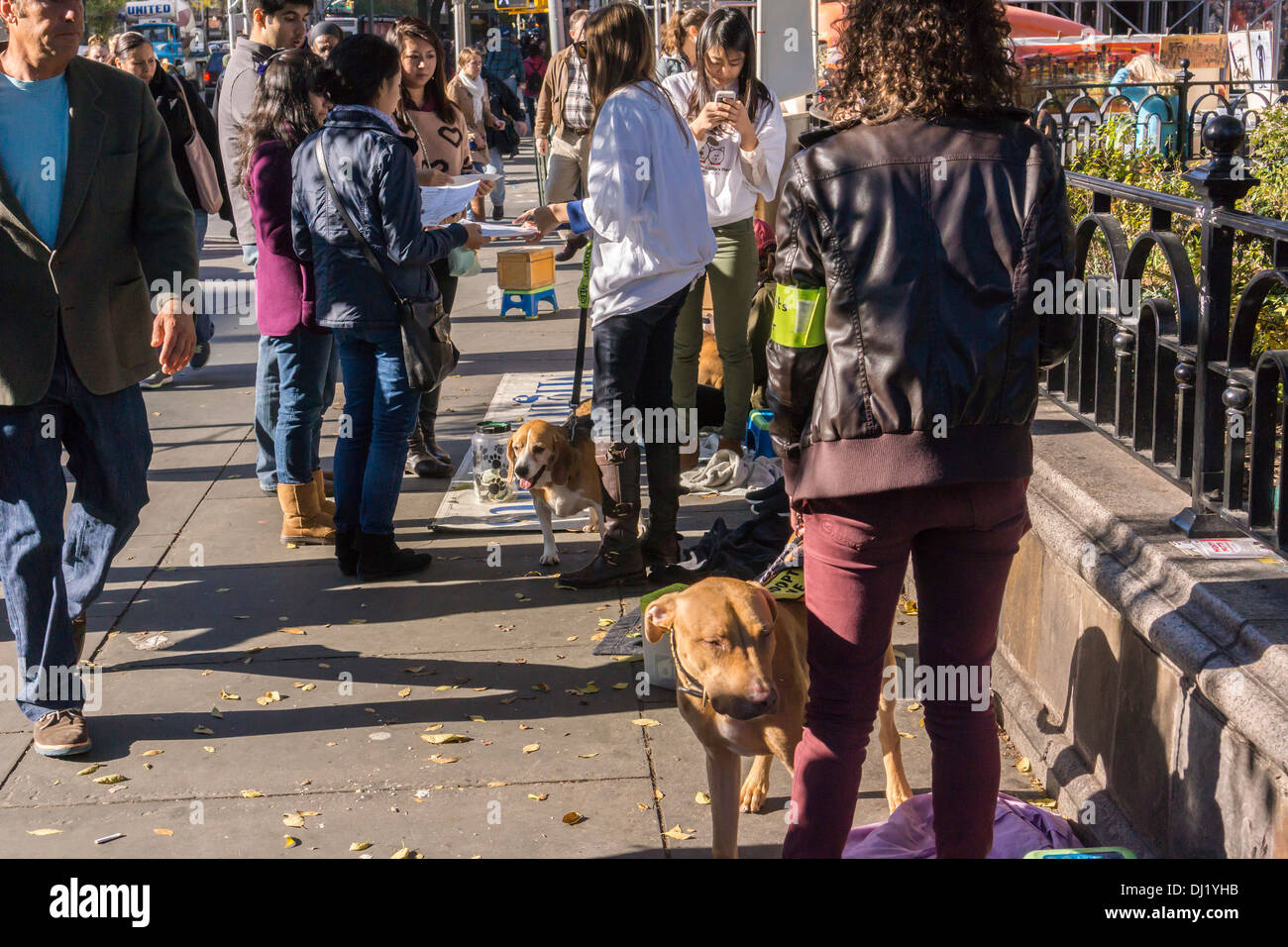 An animal rescue organization sets up shop with their rescued dogs in ...