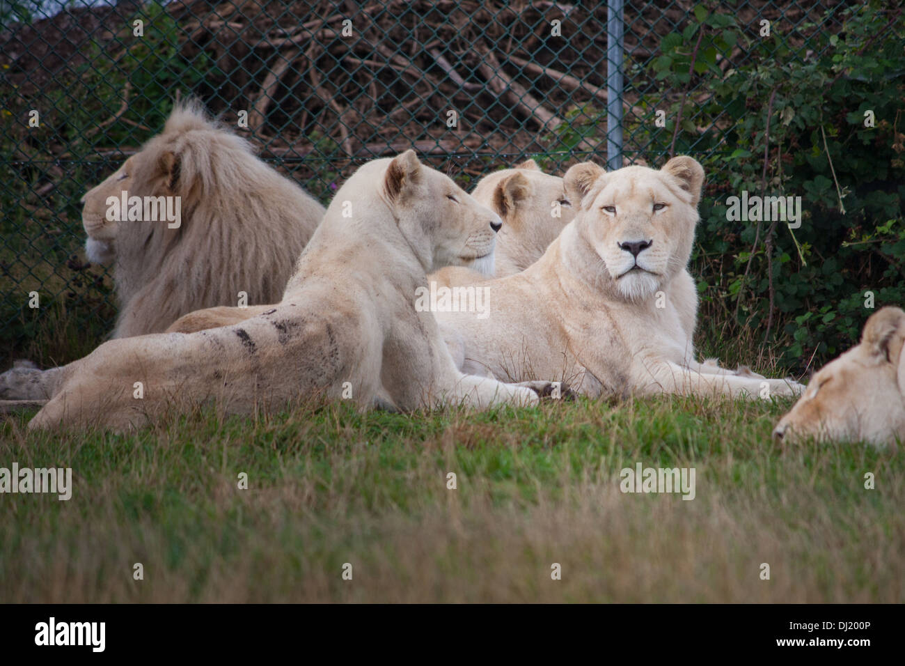 West midlands safari park lions hi-res stock photography and images - Alamy