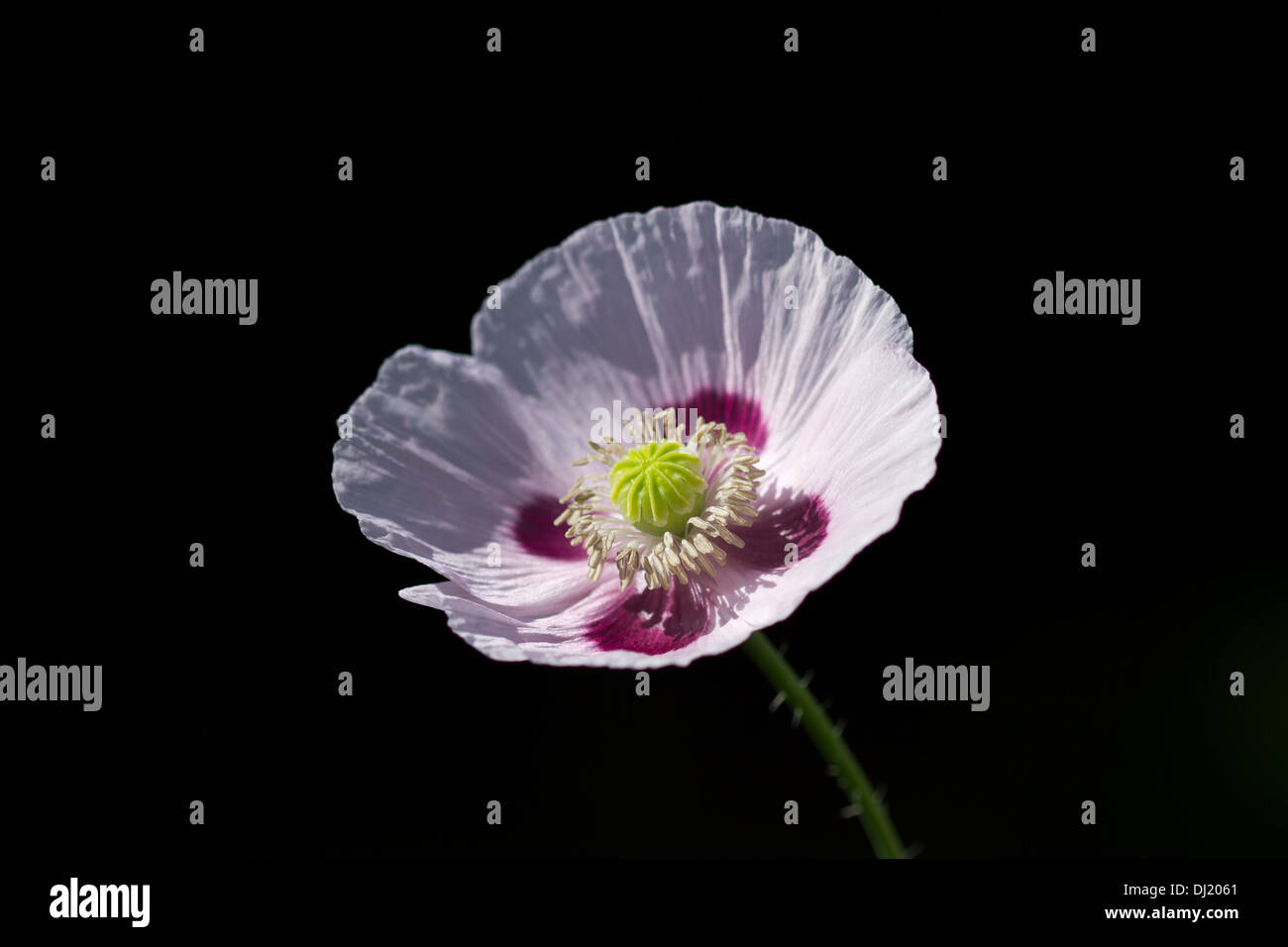 Heroin Flower High Resolution Stock Photography and Images - Alamy