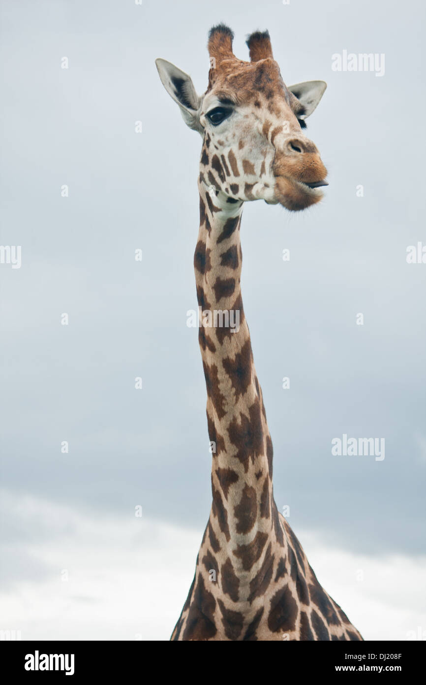 Giraffe at a safari park zoo roaming outdoors in their natural habitat ...