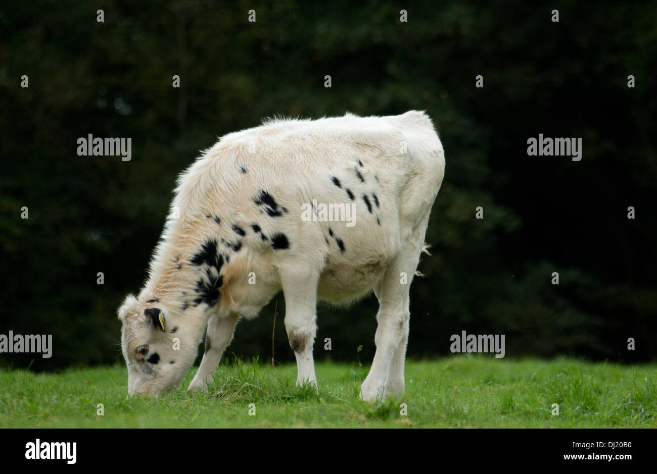 Calf on a dairy farm Stock Photo - Alamy