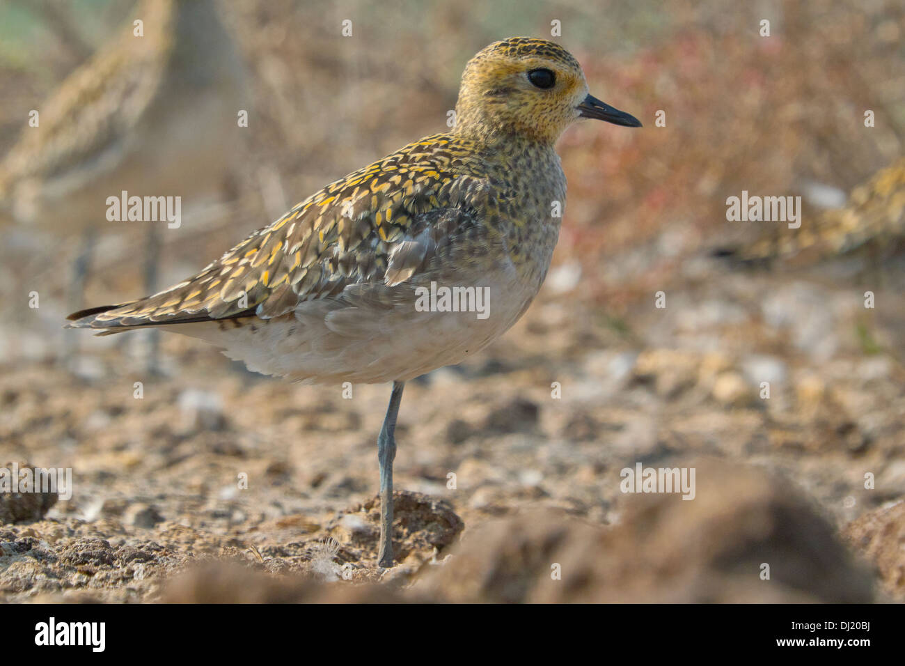 Pacific Golden Plovers (Pluvialis fulva Stock Photo - Alamy