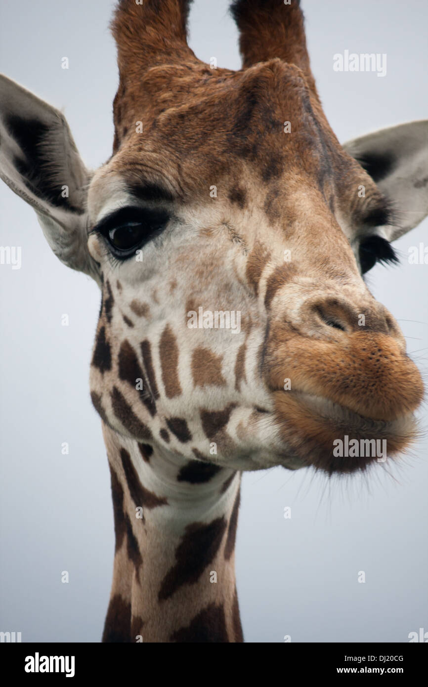 Giraffe eye close up hi-res stock photography and images - Alamy