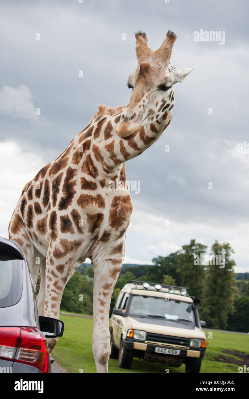 Giraffe and cars hi-res stock photography and images - Alamy