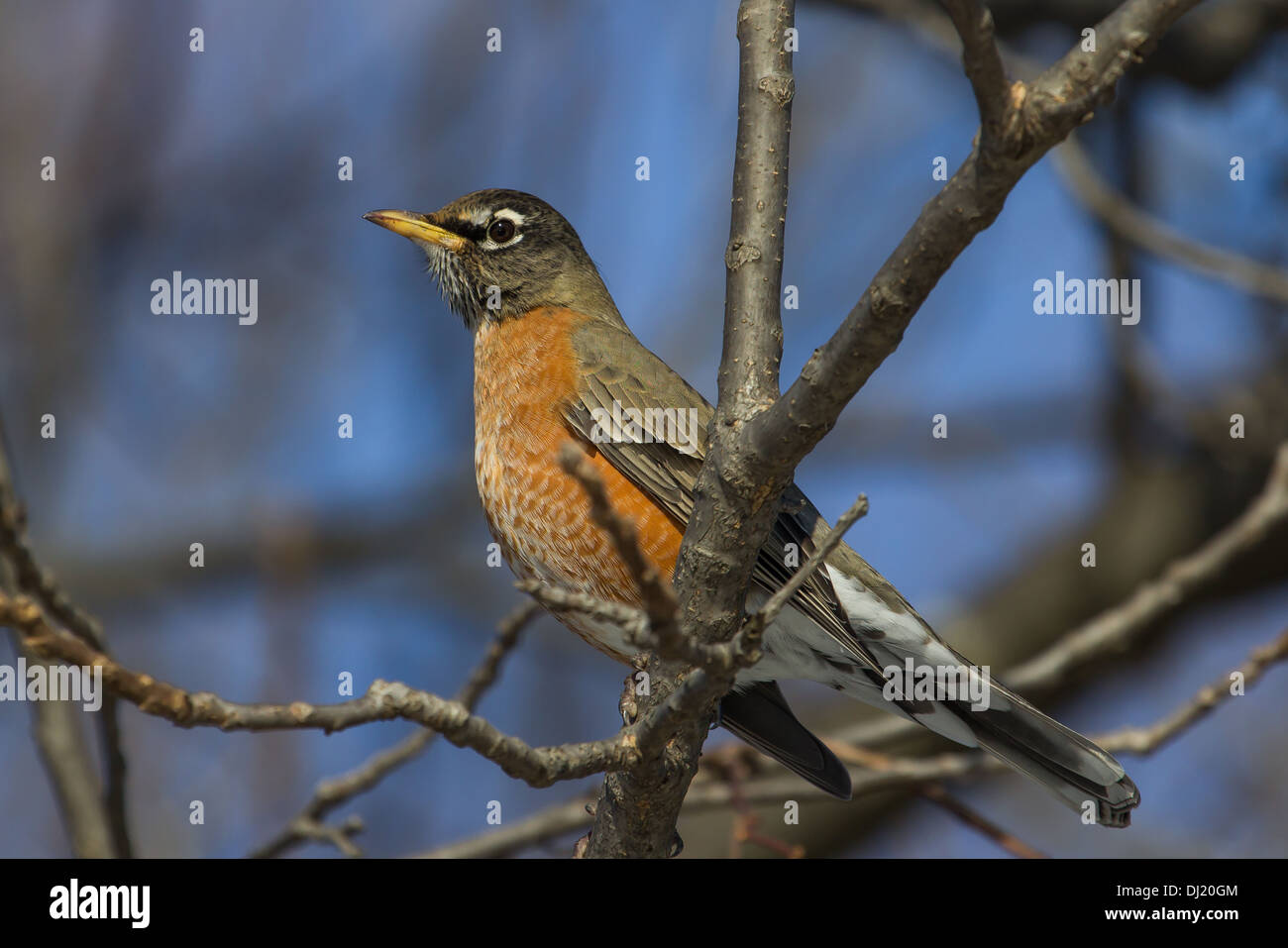 Robin with blue sky hi-res stock photography and images - Alamy