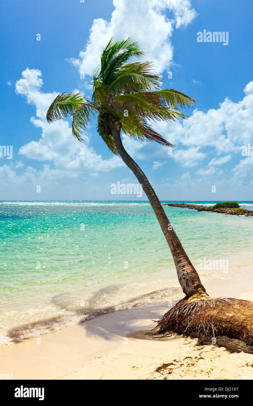 Single palm tree at Caribbean Sea beach Stock Photo - Alamy