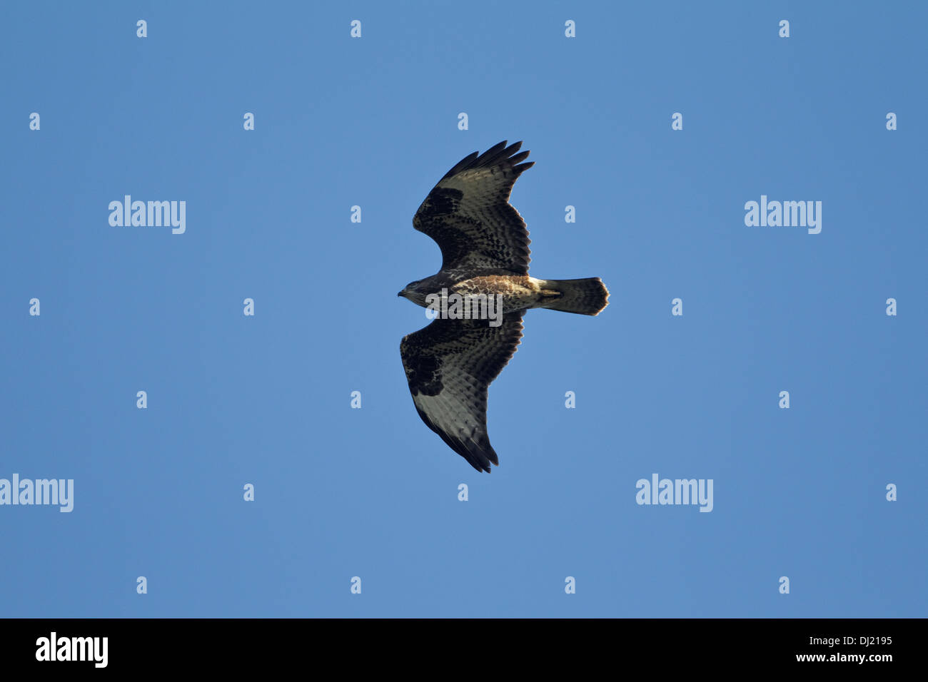 Juvenile buzzards hi-res stock photography and images - Alamy