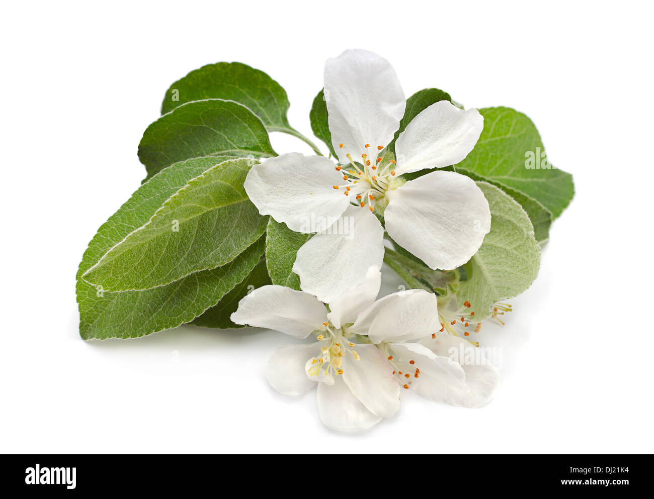 Apple and leaf hi-res stock photography and images - Alamy