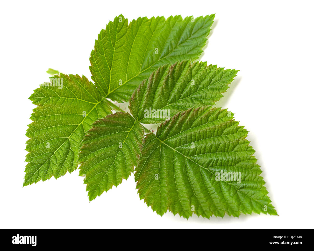 Raspberry fruit leaf closeup isolated on white Stock Photo - Alamy