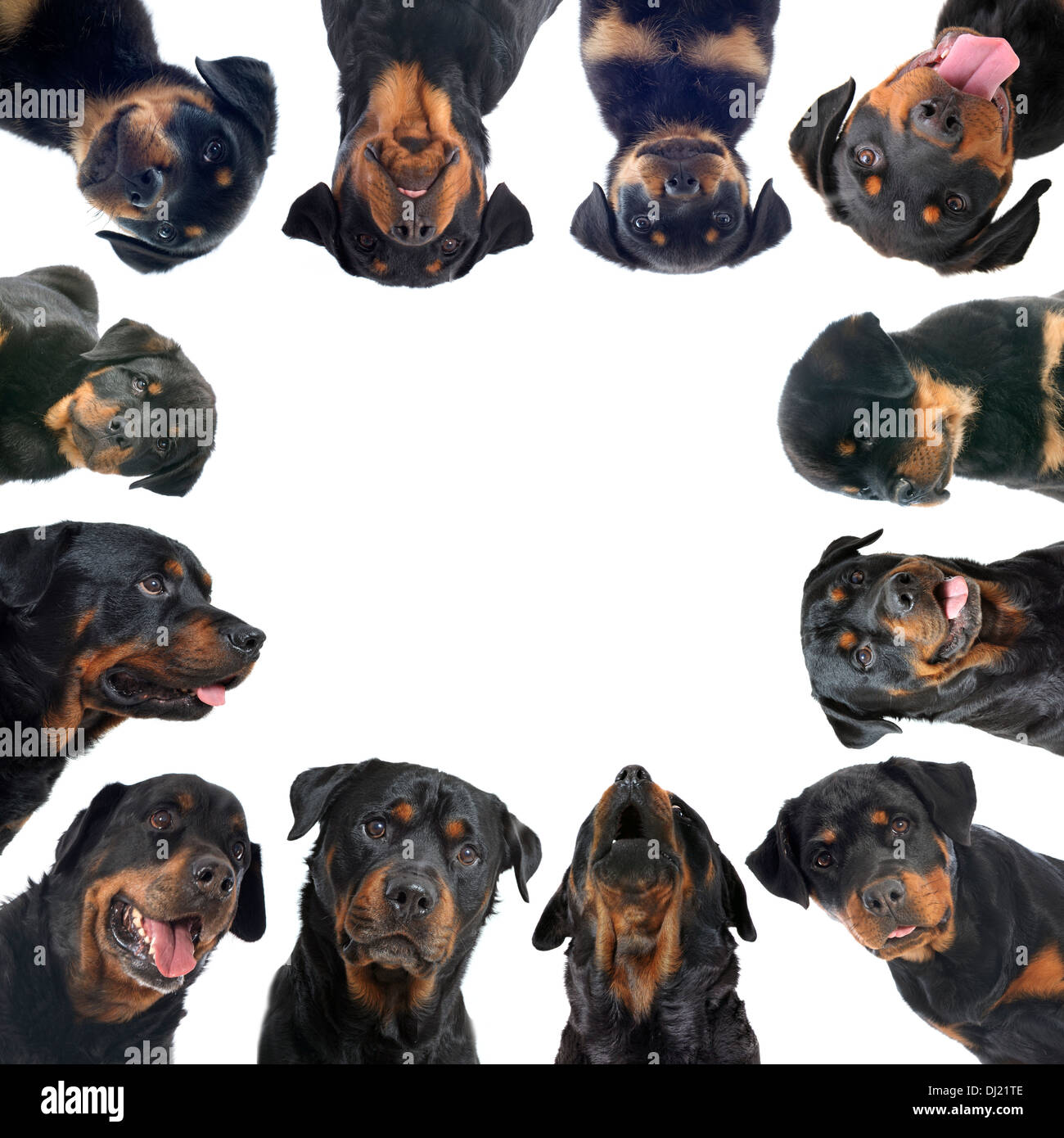 group of rottweiler in front of white background Stock Photo - Alamy