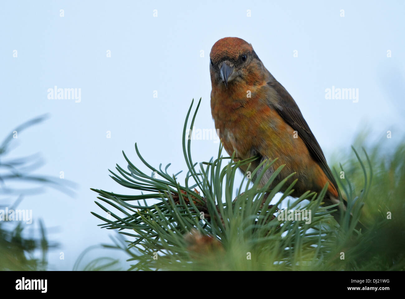 Crossbills pine hi-res stock photography and images - Alamy