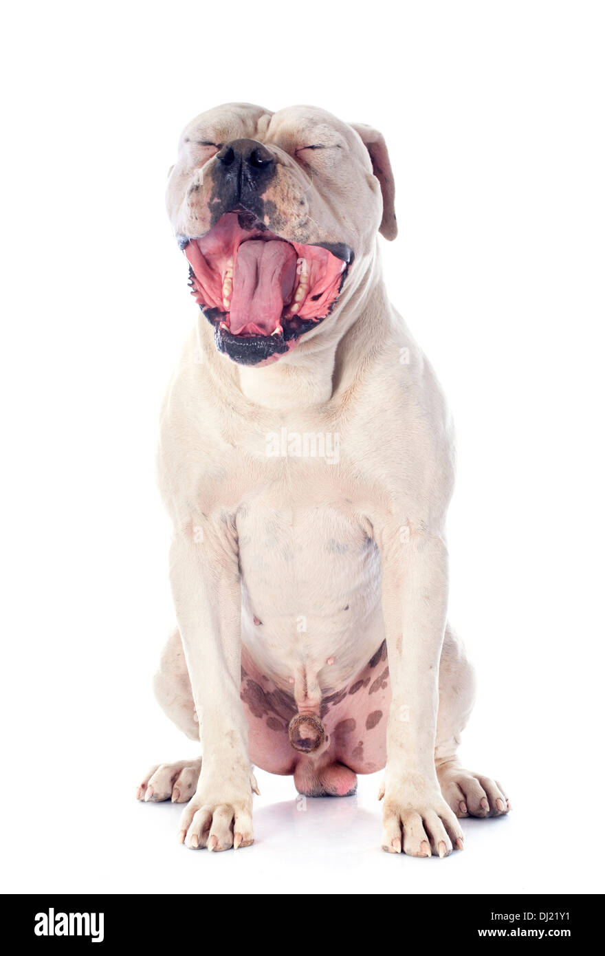 american bulldog in front of white background Stock Photo - Alamy