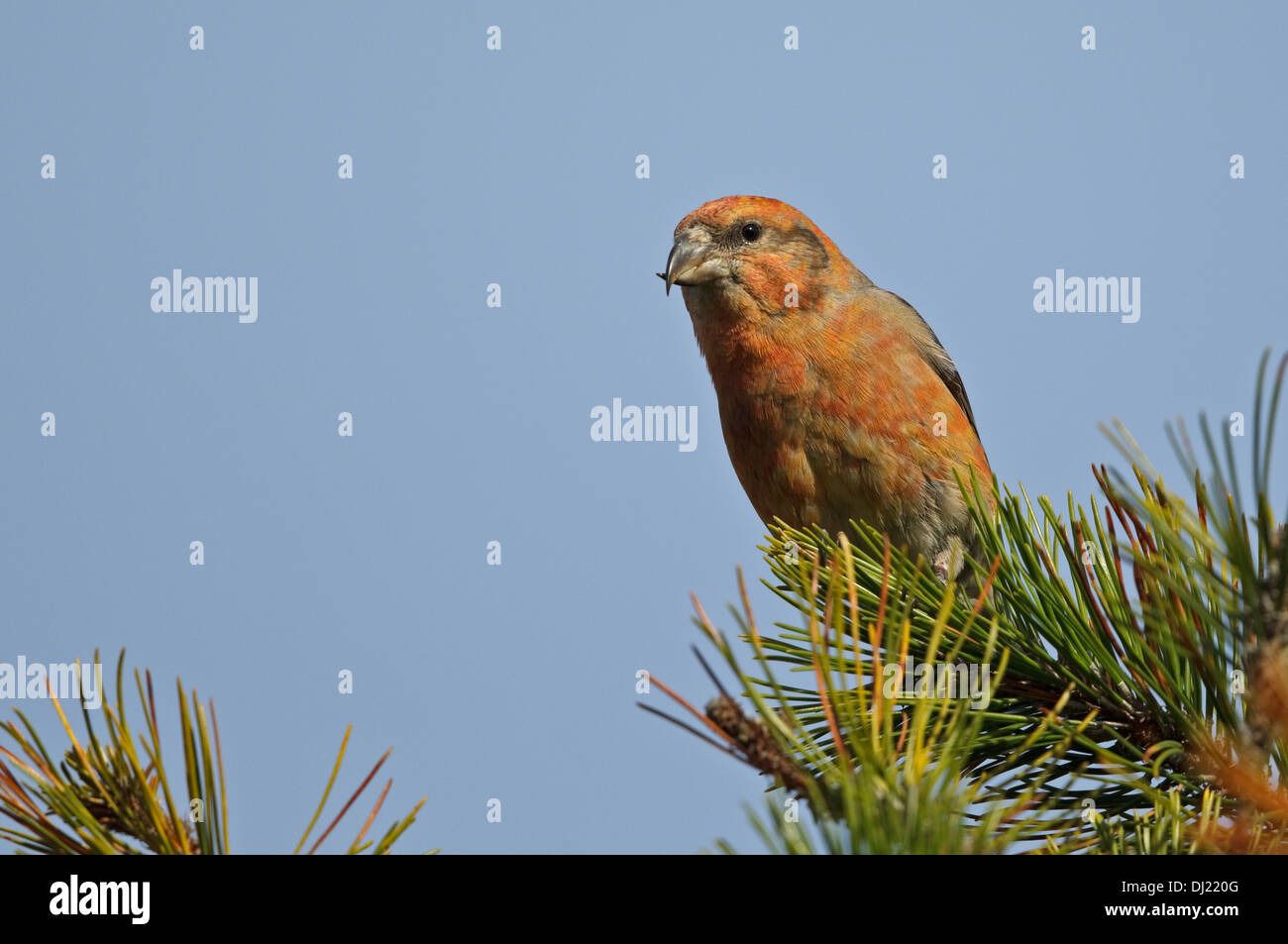 Crossbills pine loxia curvirostra hi-res stock photography and images ...