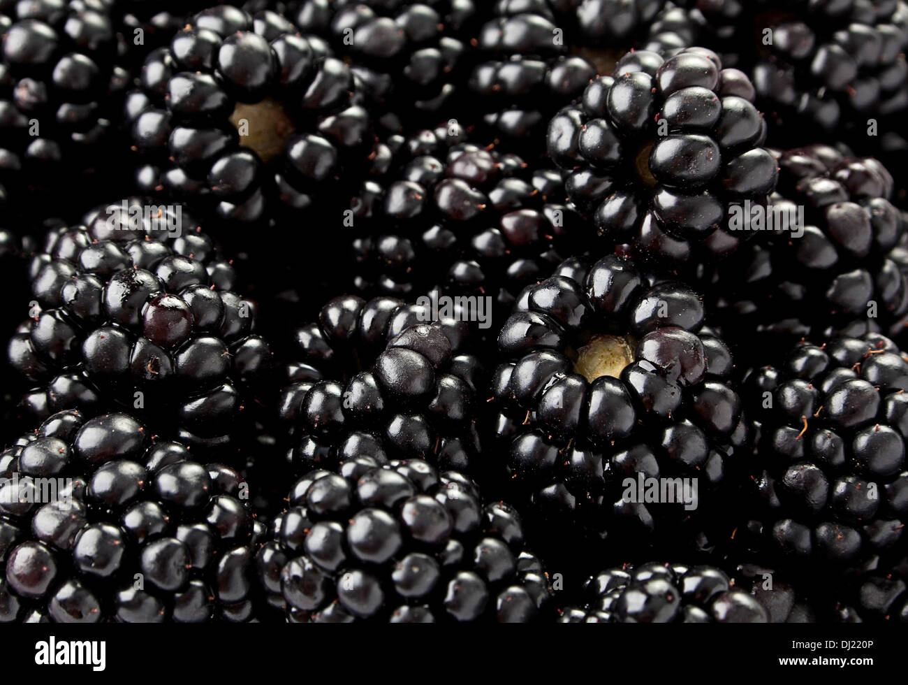 Blackberry Fruit Tree Wallpaper
