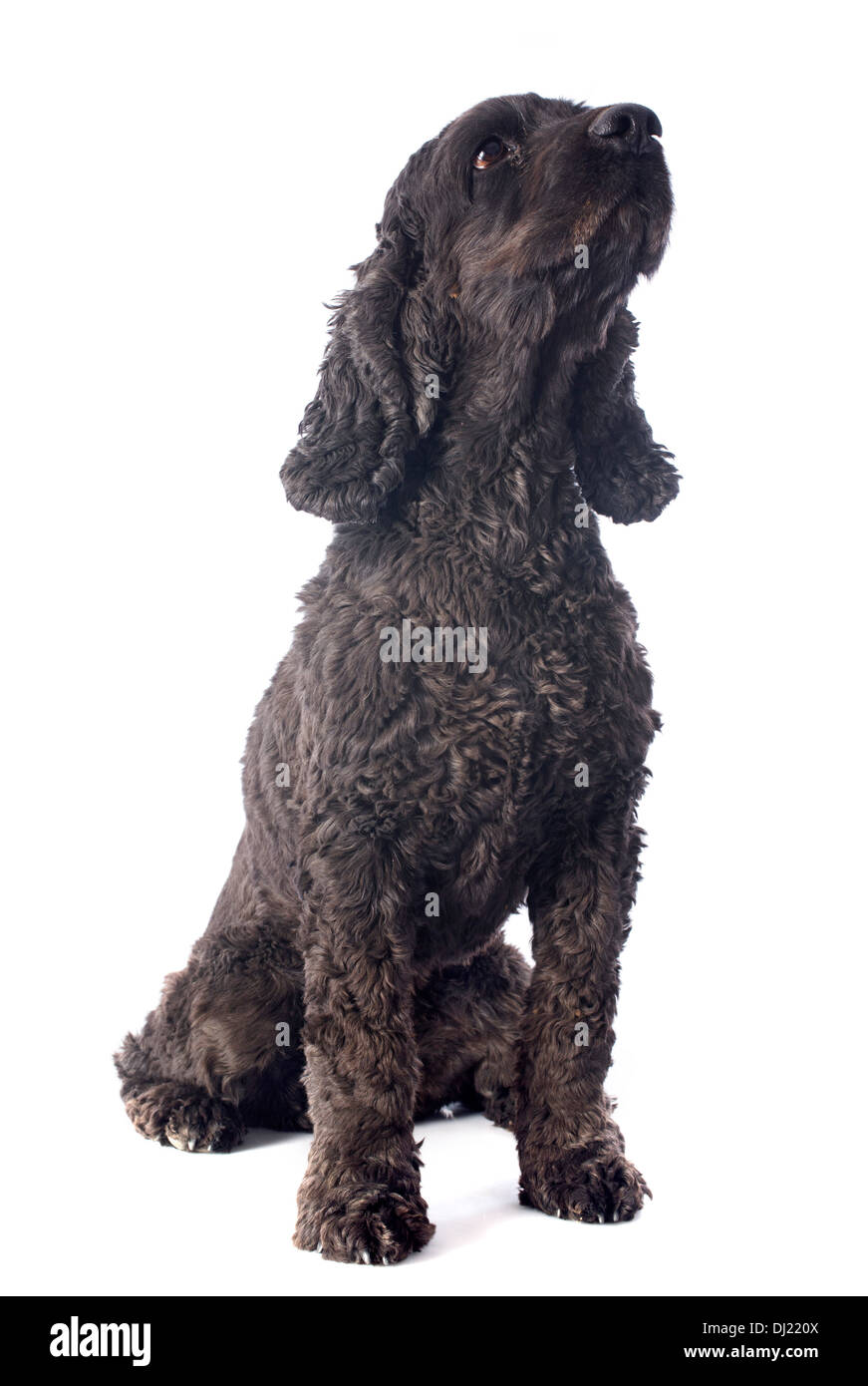 portrait of a purebred english cocker in a studio Stock Photo - Alamy